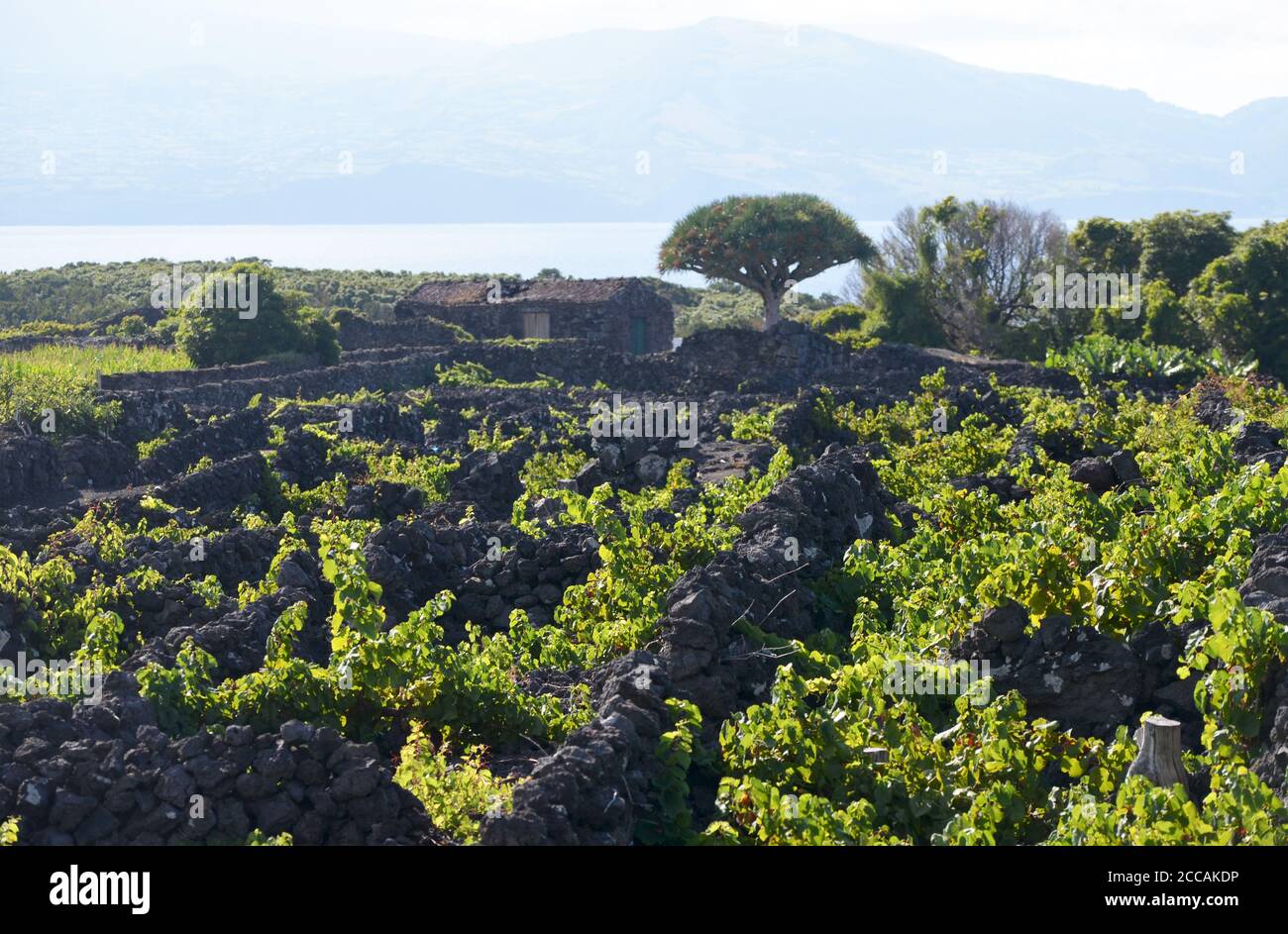 Vigneti tradizionali protetti dall'unesco nell'isola di pico immagini e ...