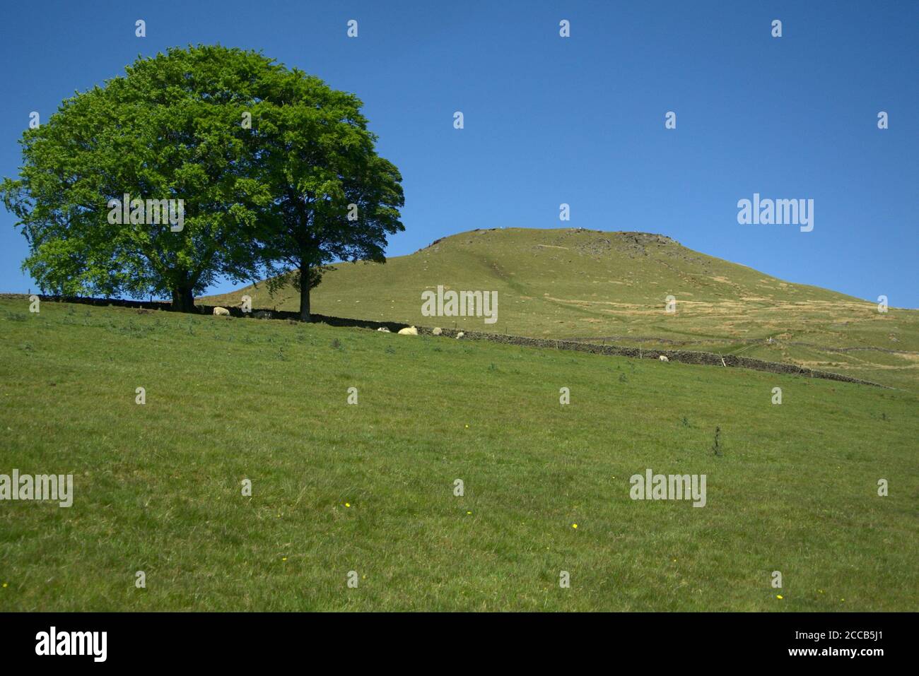 Carta da parati collina verde con il sole immagini e fotografie stock ...