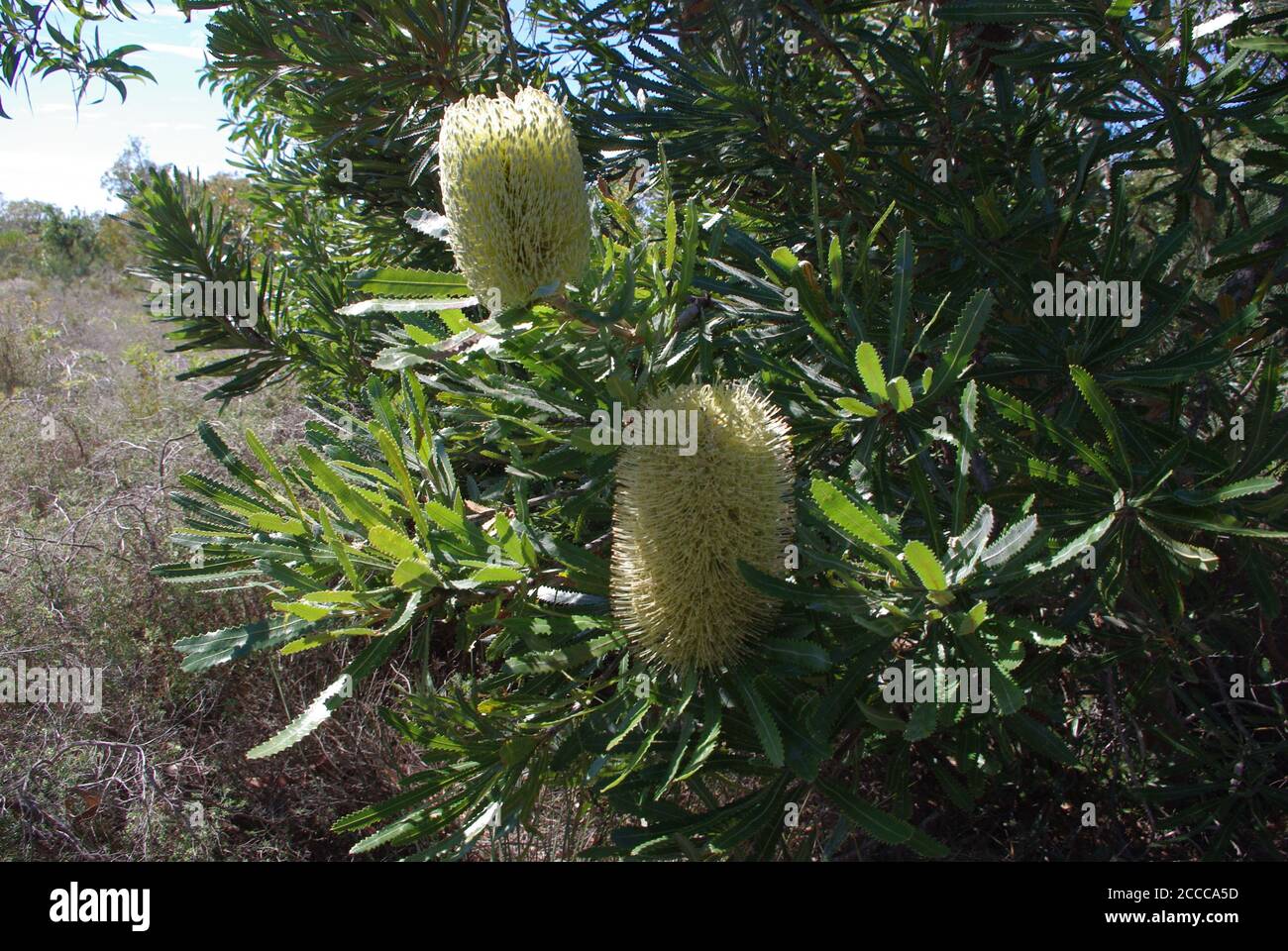 Wallum banksia immagini e fotografie stock ad alta risoluzione - Alamy