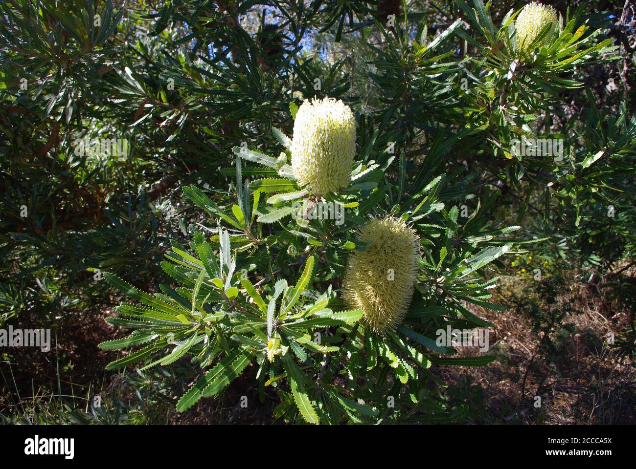 Wallum banksia immagini e fotografie stock ad alta risoluzione - Alamy