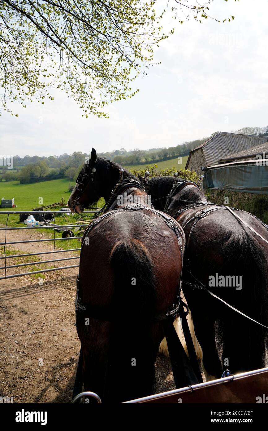 Il Gran britannico Shire Horses un vero e proprio cavallo da lavoro ...