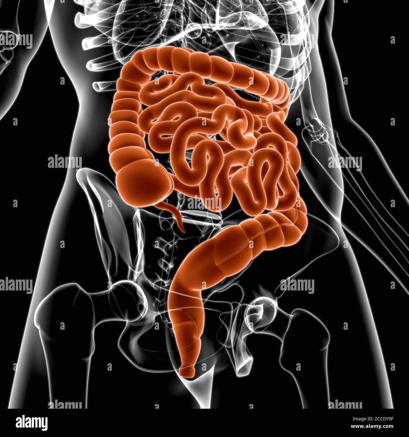 Illustrazione 3D dell'intestino tenue e dell'intestino tenue Anatomia ...
