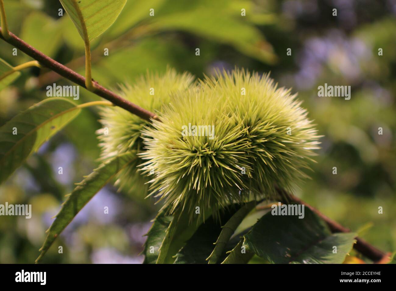 Albero palla spiky immagini e fotografie stock ad alta risoluzione - Alamy