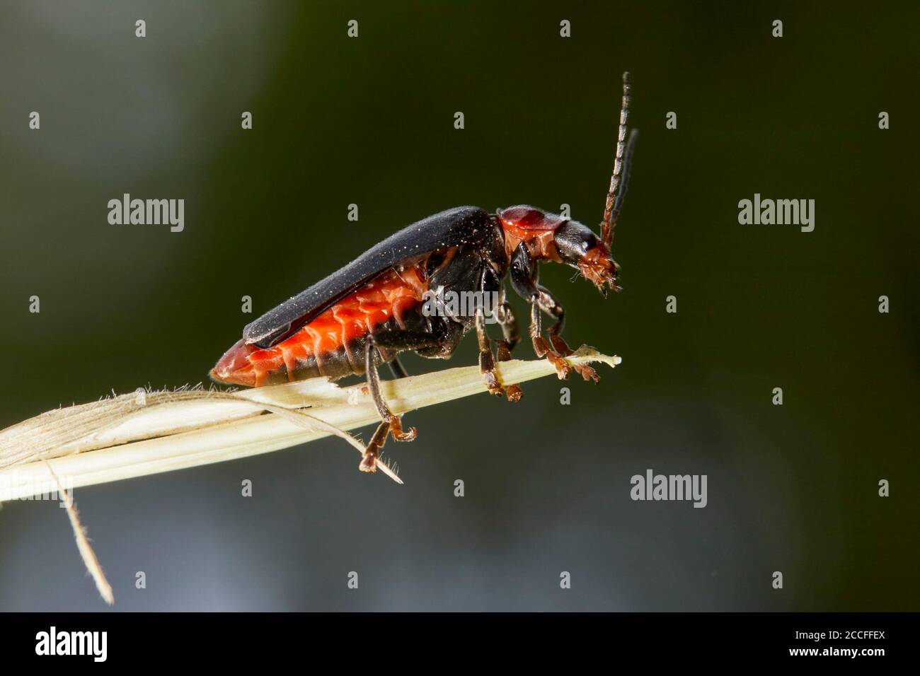 Coleotteri soldato comune immagini e fotografie stock ad alta ...