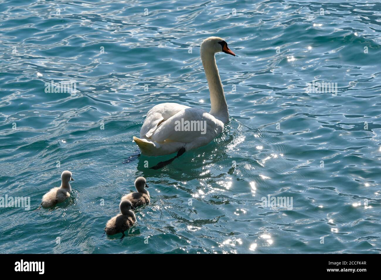 Cigno e anatra insieme immagini e fotografie stock ad alta risoluzione ...