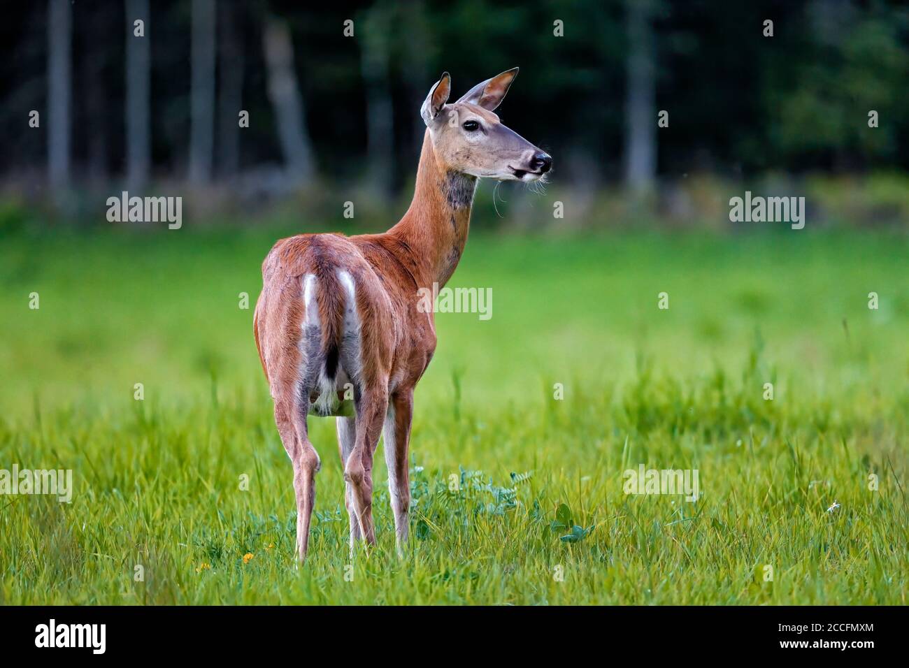 Cervo dalla coda bianca cervo dalla coda bianca immagini e fotografie ...