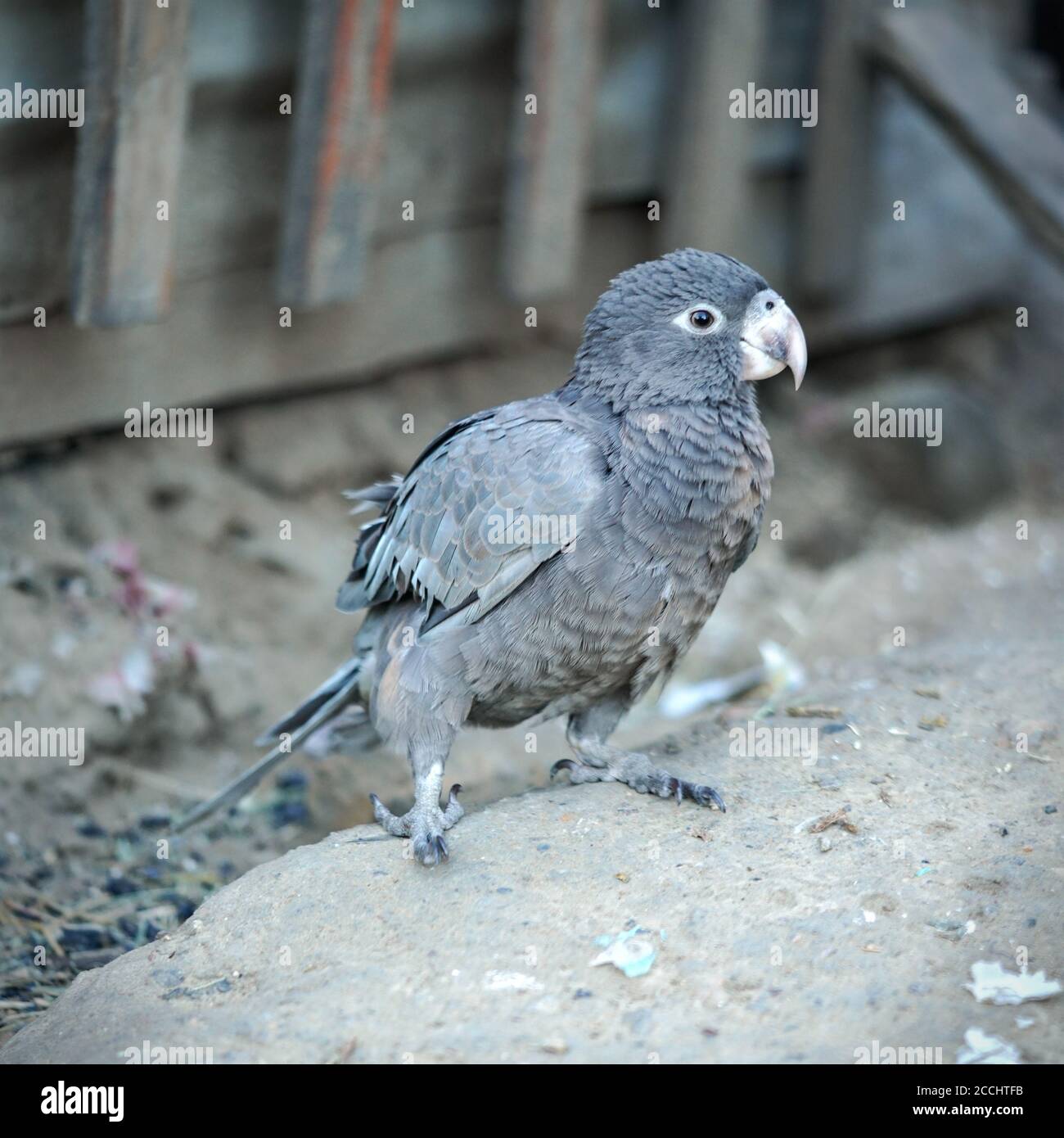 Pappagallo di terra immagini e fotografie stock ad alta risoluzione - Alamy