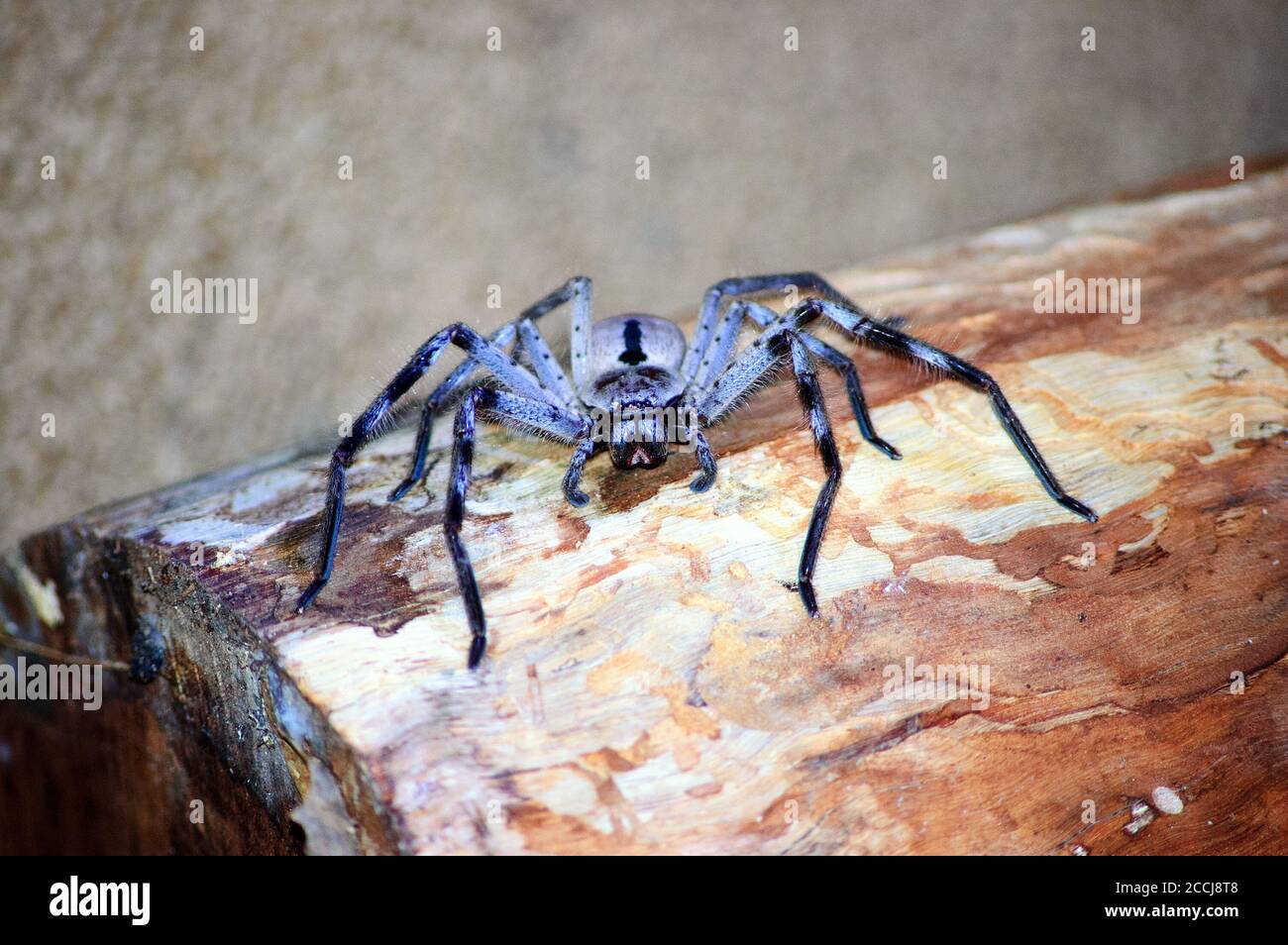 Heteropoda maxima immagini e fotografie stock ad alta risoluzione - Alamy