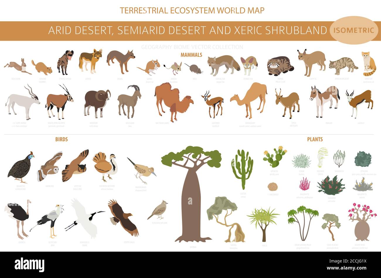 Bioma del deserto, bioma xerico del shrubland, infografica della ...
