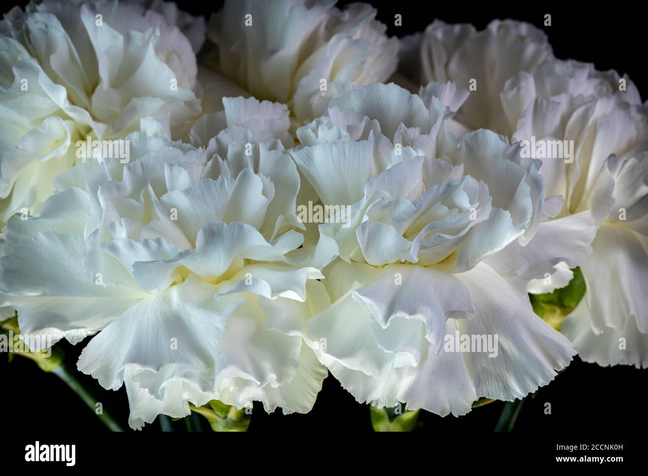 Garofani bianchi immagini e fotografie stock ad alta risoluzione - Alamy