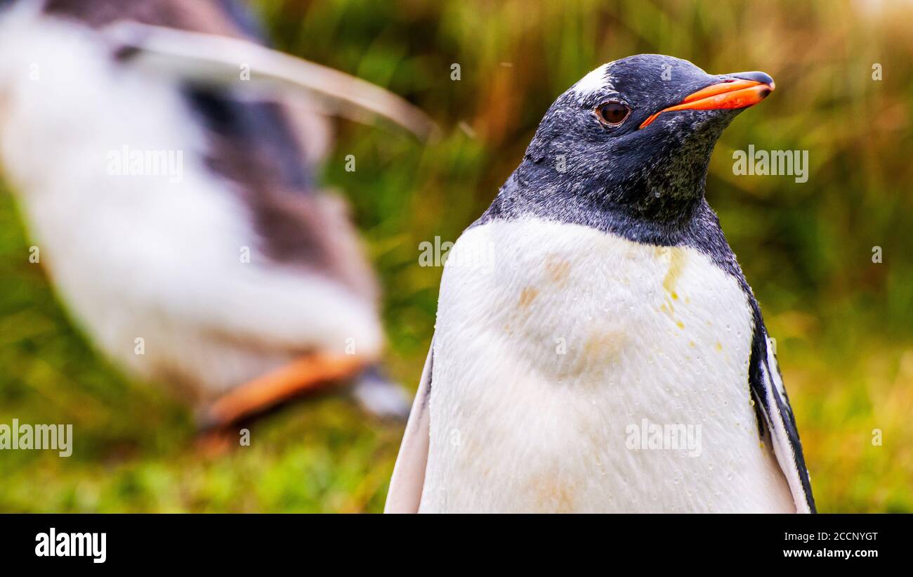 Johnny pinguini immagini e fotografie stock ad alta risoluzione - Alamy