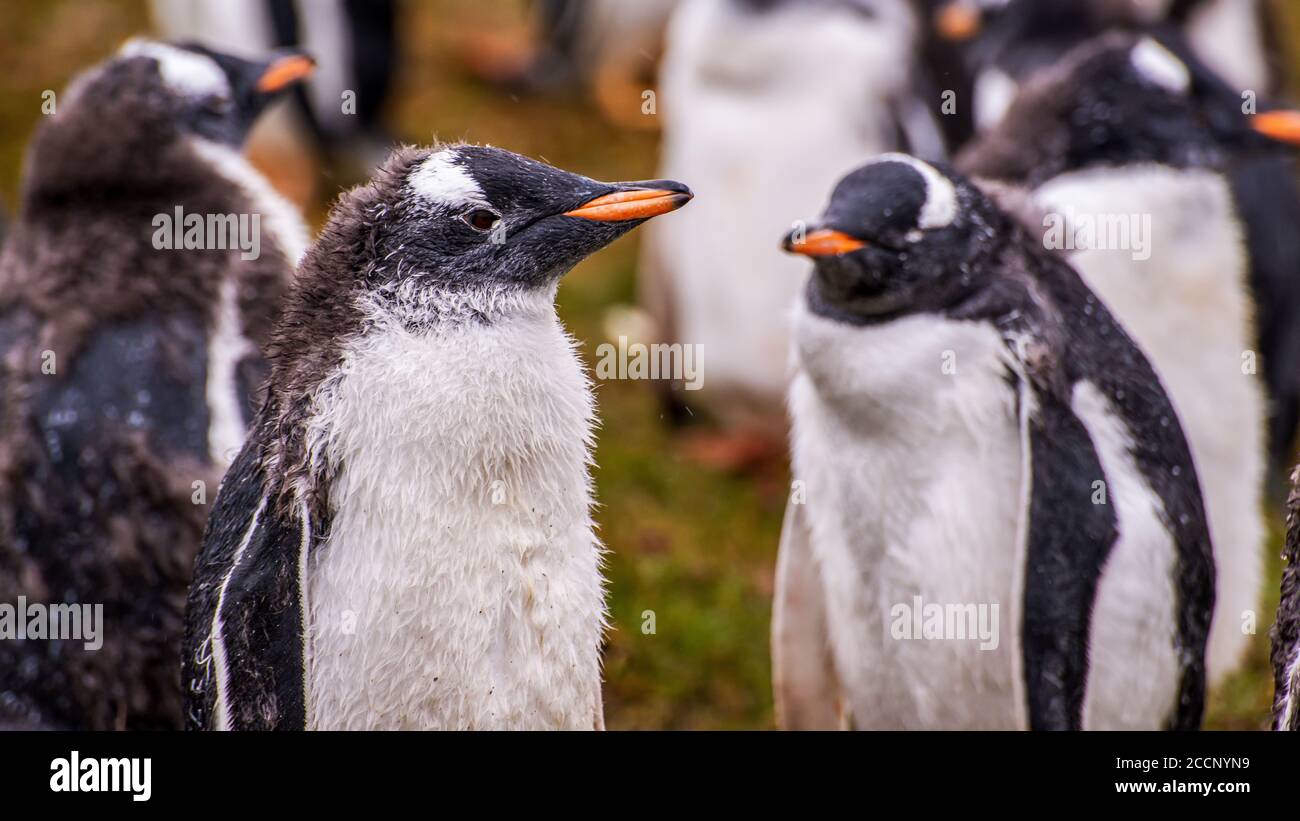 Johnny pinguini immagini e fotografie stock ad alta risoluzione - Alamy