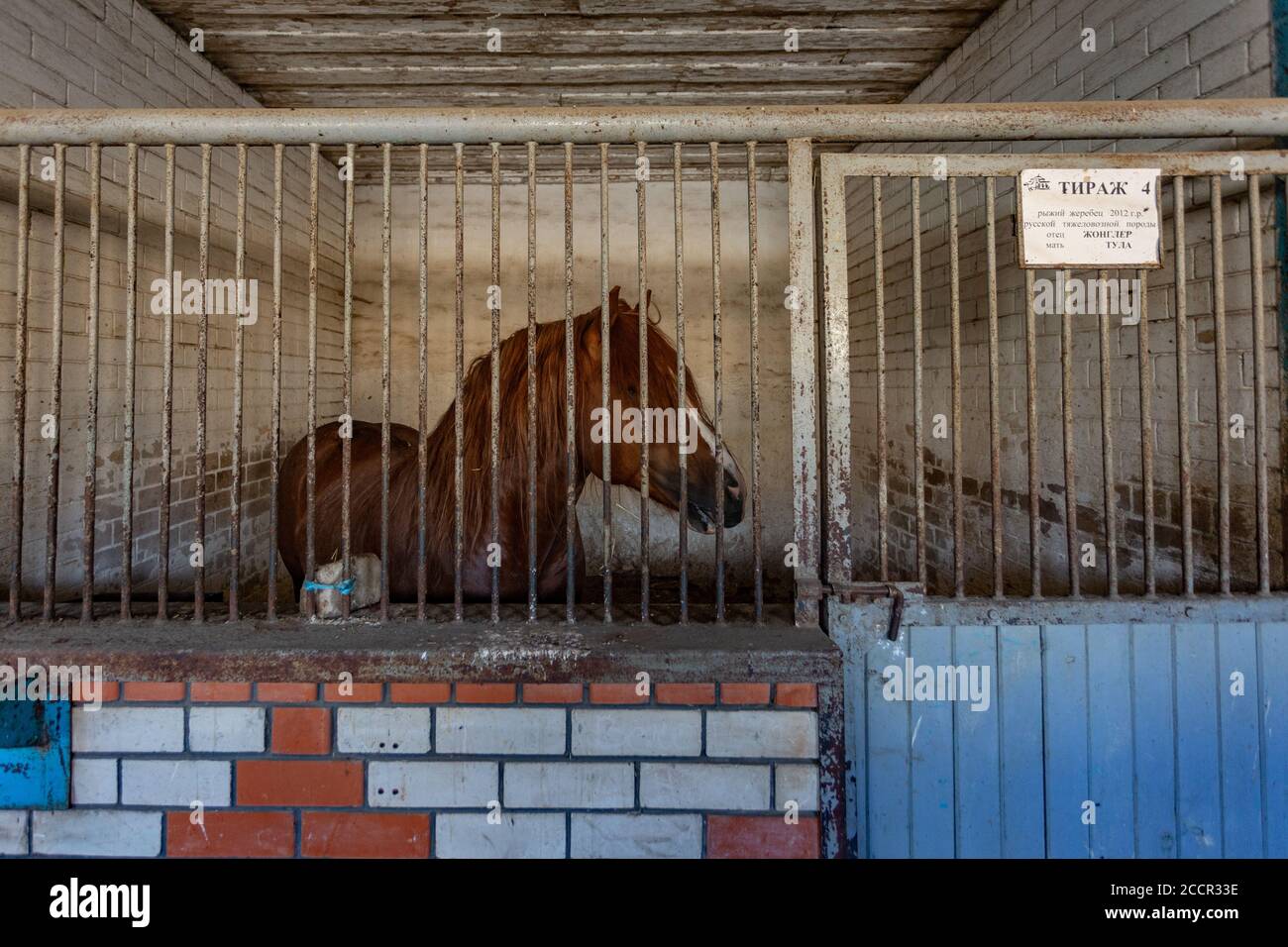 Allevamento purosangue immagini e fotografie stock ad alta risoluzione ...