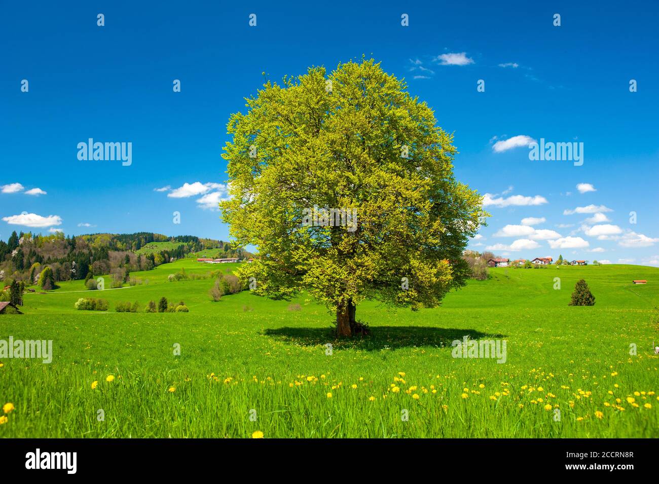 Grosse buche immagini e fotografie stock ad alta risoluzione - Alamy
