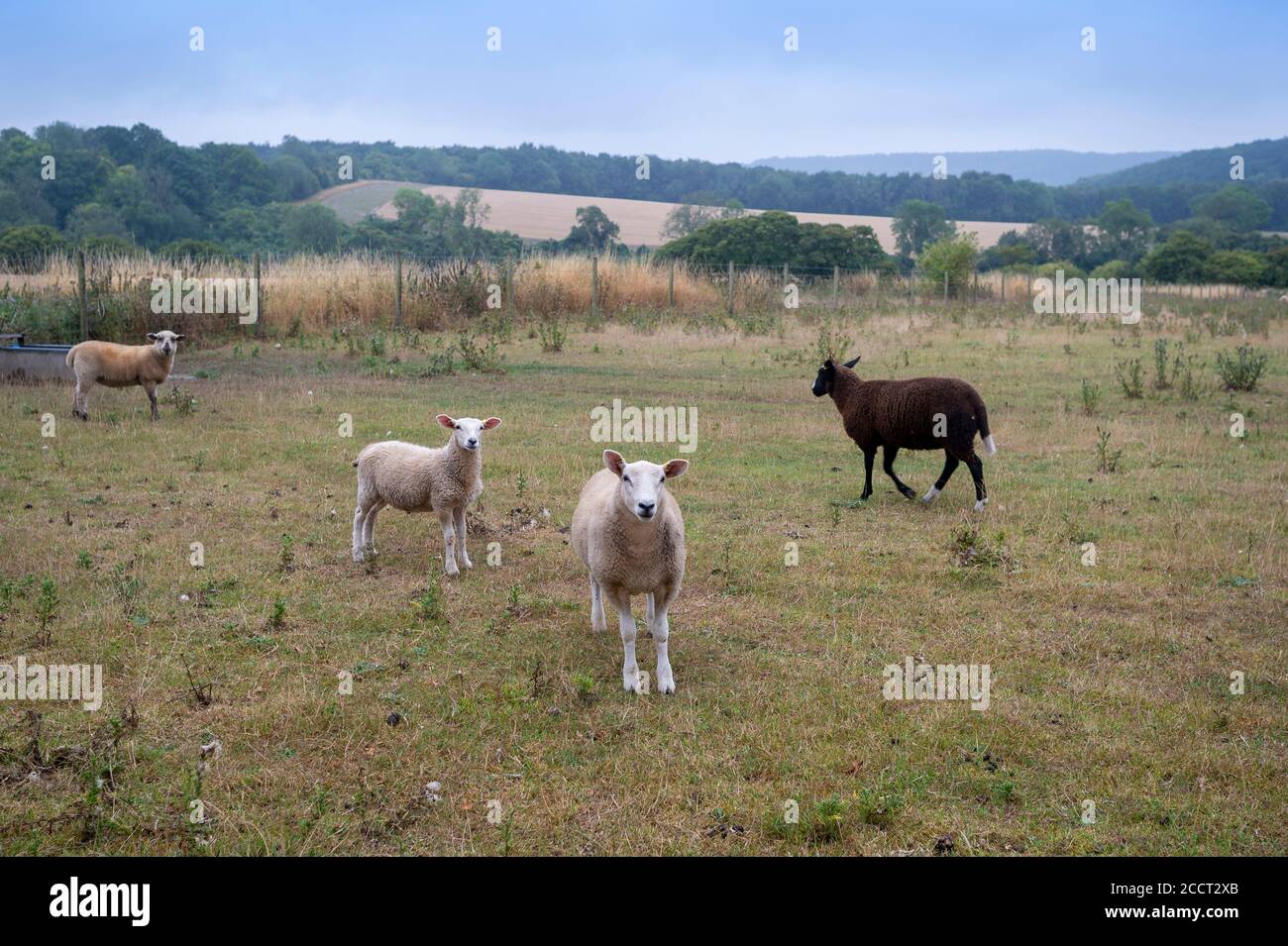 Pascolo con un gregge di pecore immagini e fotografie stock ad alta ...