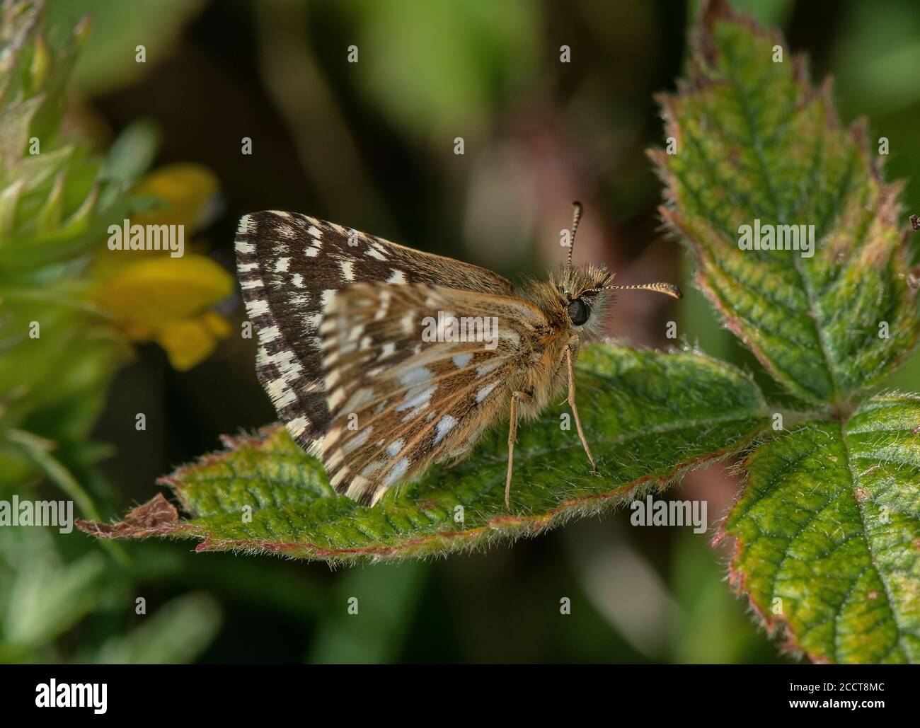 Lepidopterae lepidopteran lepidoptera farfalle farfalla invertebrati ...