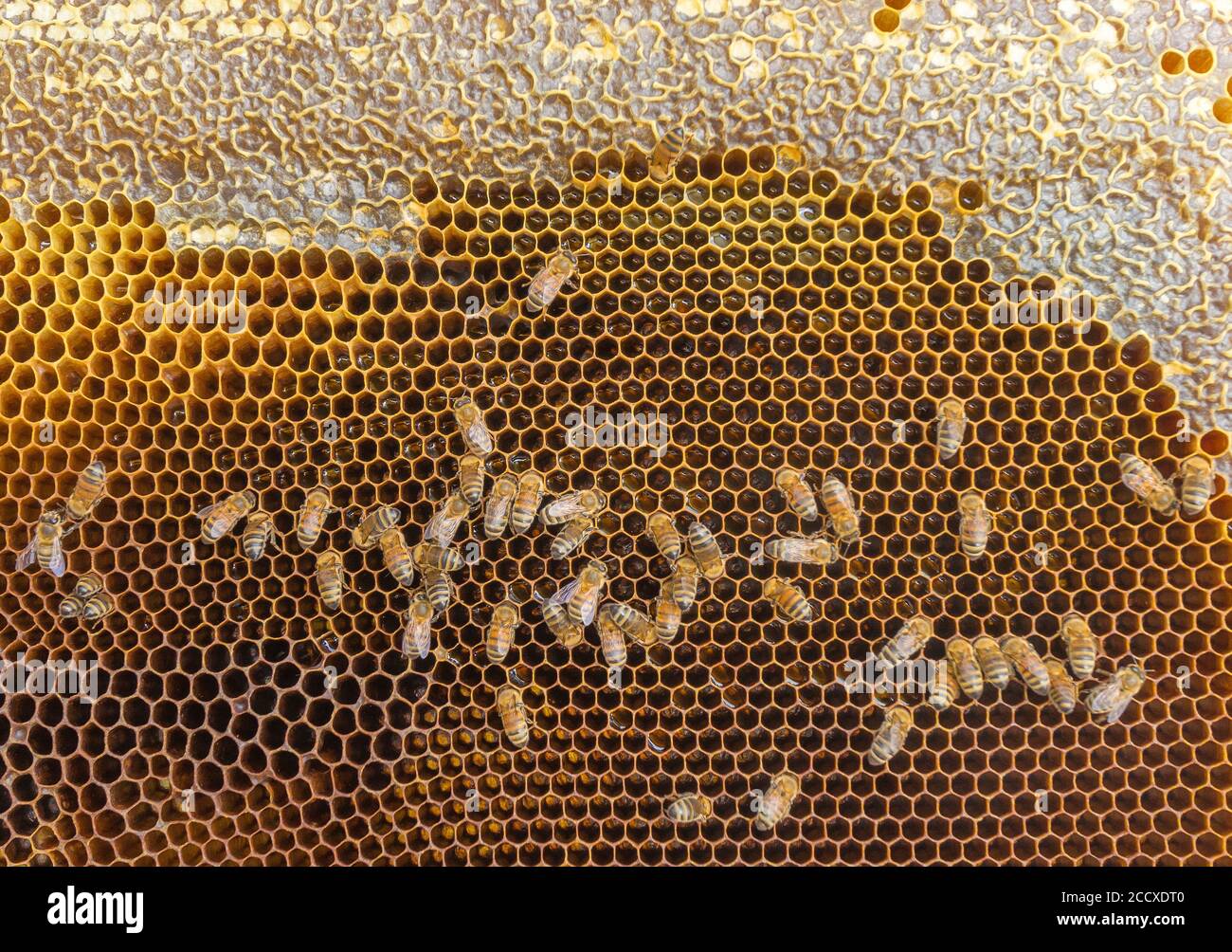 Apicoltore che tiene telaio di nido d'ape con api. Api api api api api ...