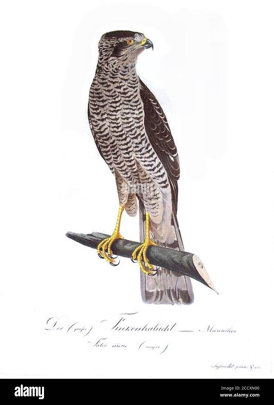 Conrad celtis o konrad celtes o protucio Immagini senza sfondo e Foto ...