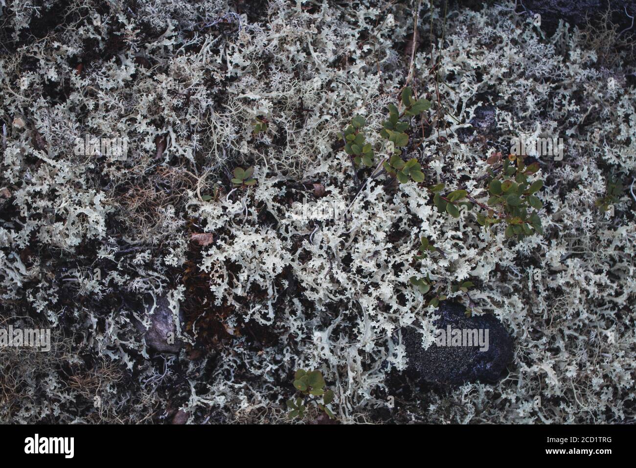 Licheni artici immagini e fotografie stock ad alta risoluzione - Alamy