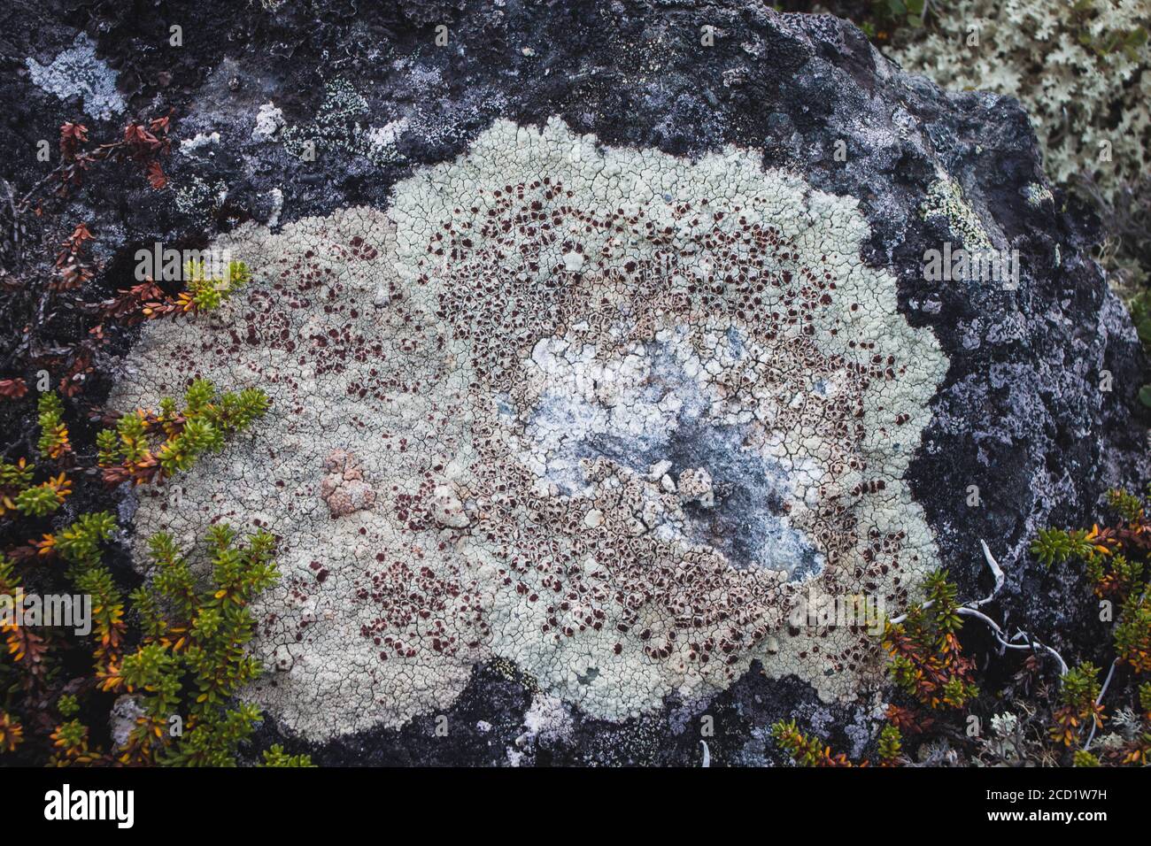 Texture di roccia con mossi e licheni. Flora artica Foto stock - Alamy