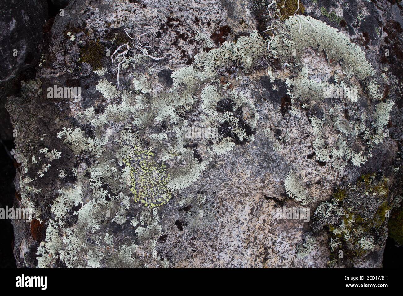 Texture di roccia con mossi e licheni. Flora artica Foto stock - Alamy