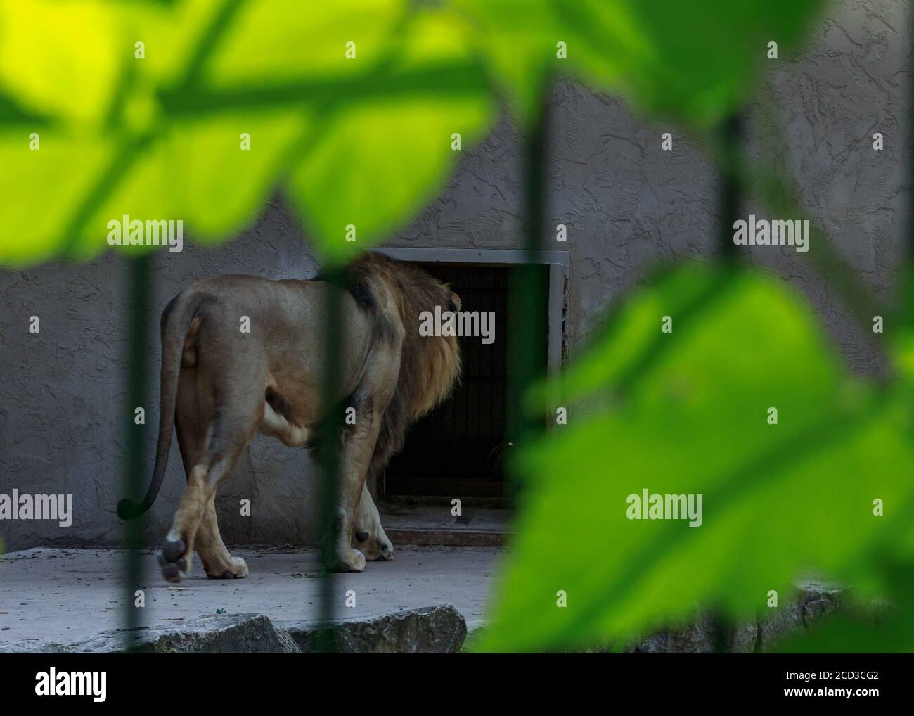 Visitare lo zoo sicuro degli animali immagini e fotografie stock ad ...