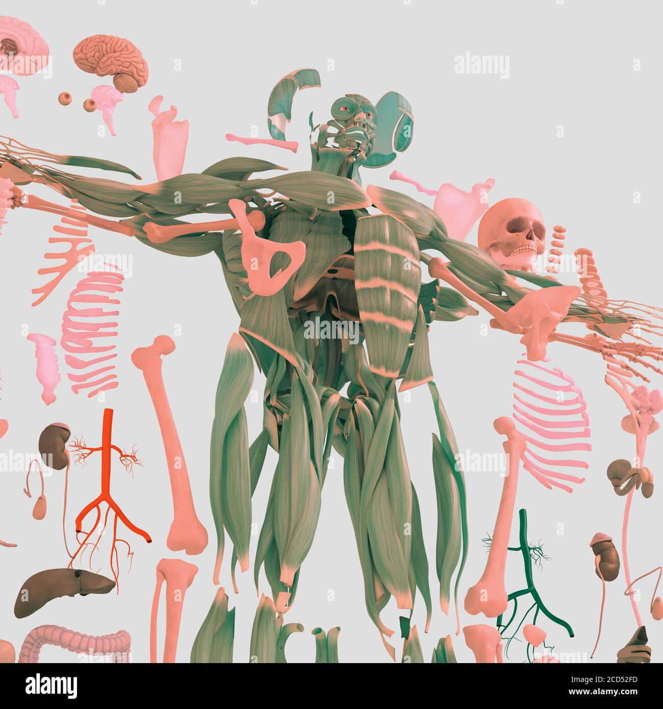 Illustrazione dell'anatomia delle parti del corpo umano vista esplosa ...