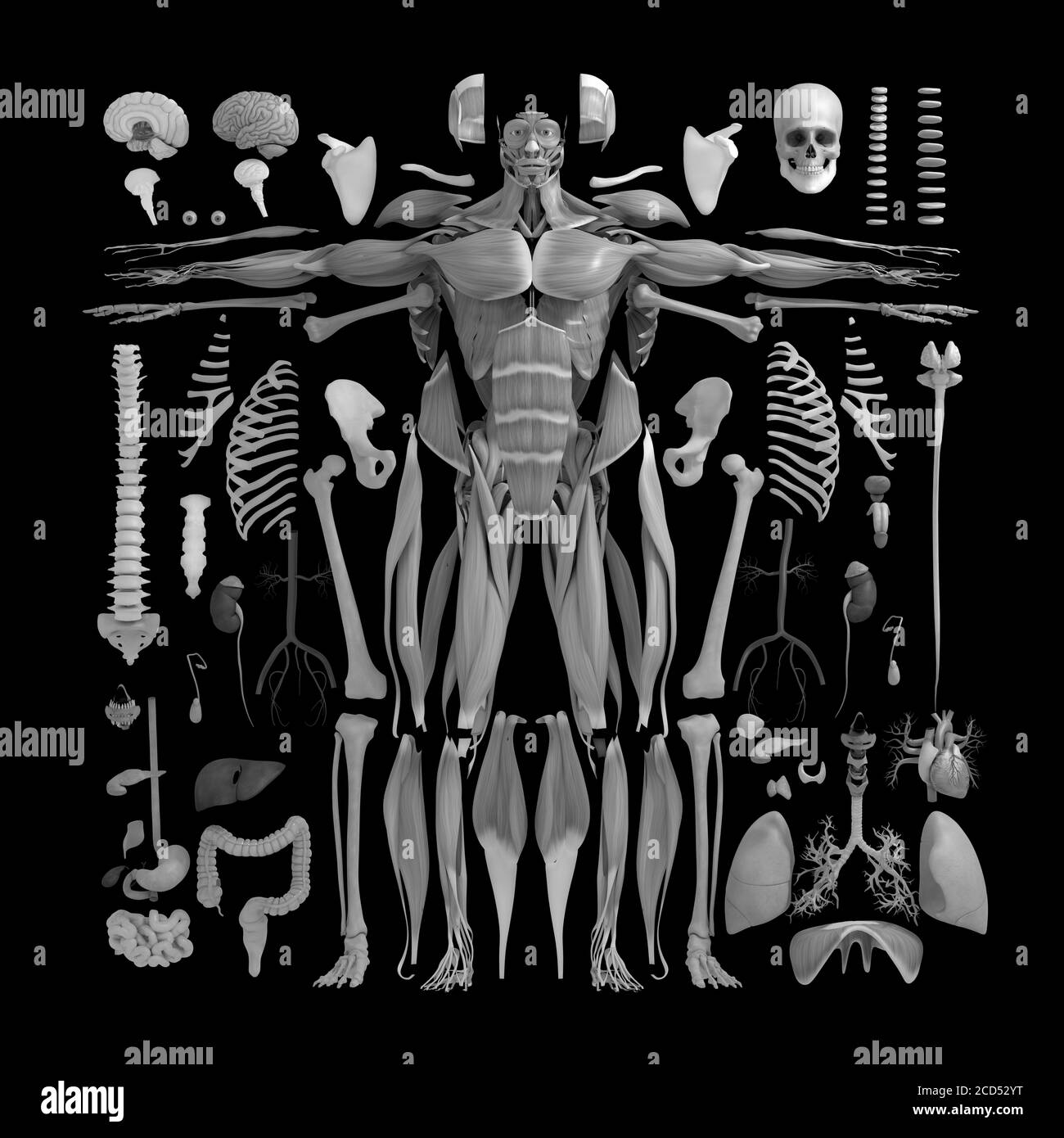 Illustrazione dell'anatomia delle parti del corpo umano vista esplosa ...