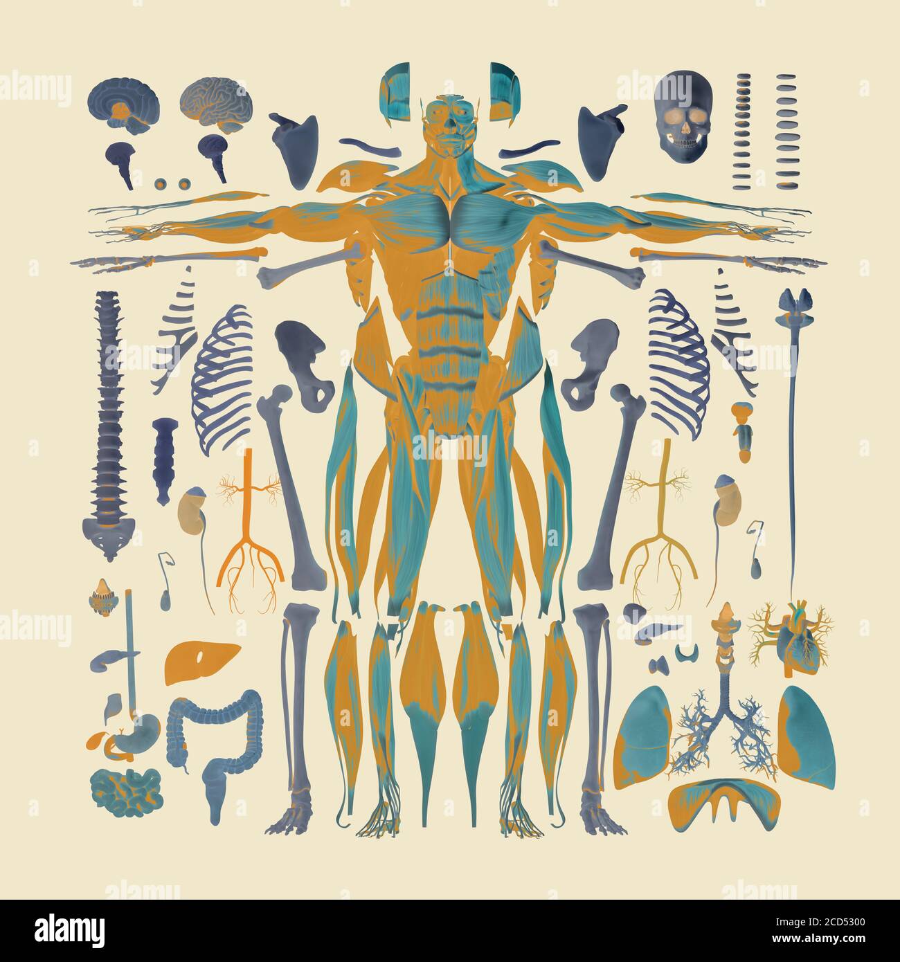 Illustrazione dell'anatomia delle parti del corpo umano vista esplosa ...