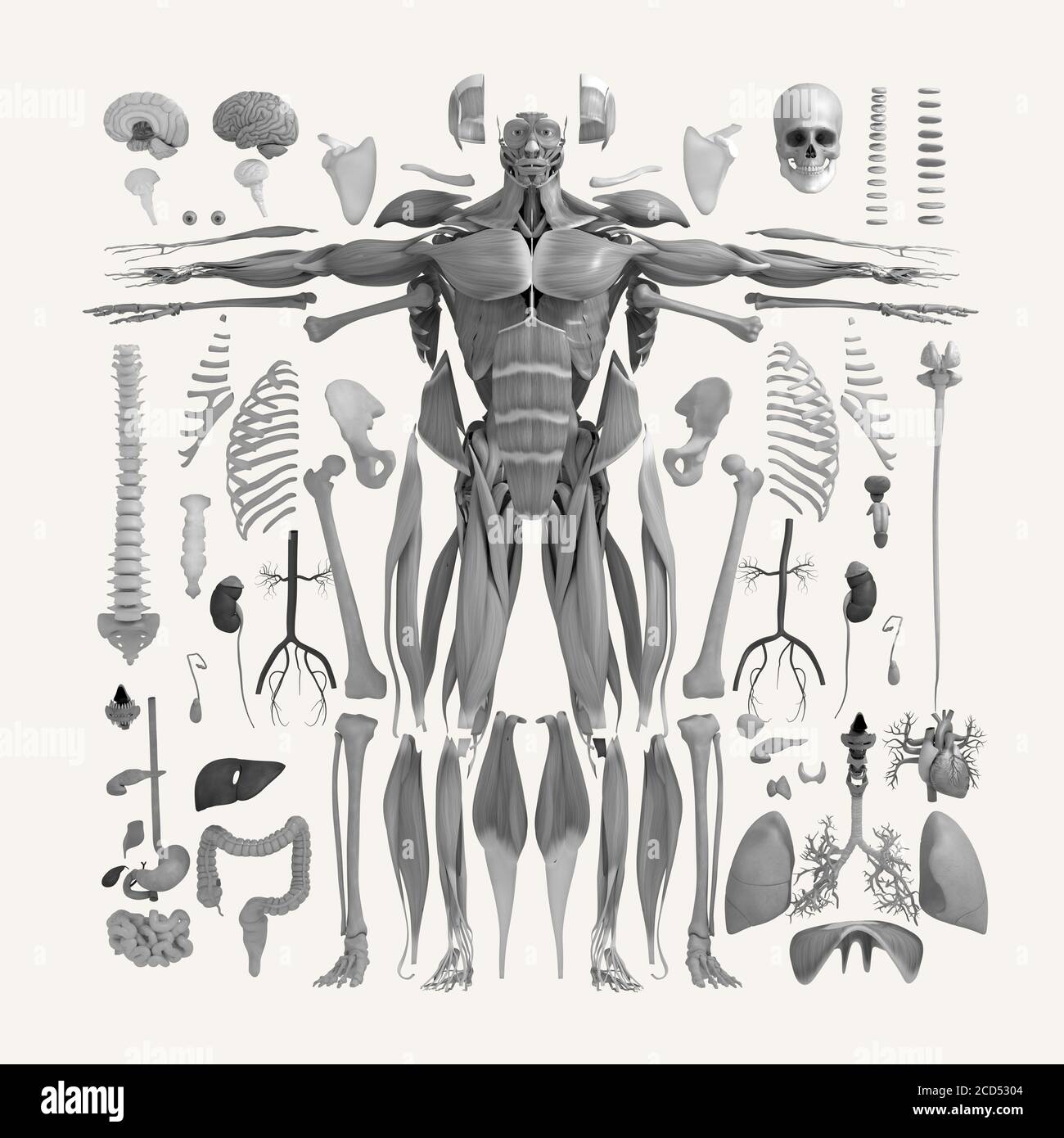 Illustrazione dell'anatomia delle parti del corpo umano vista esplosa ...