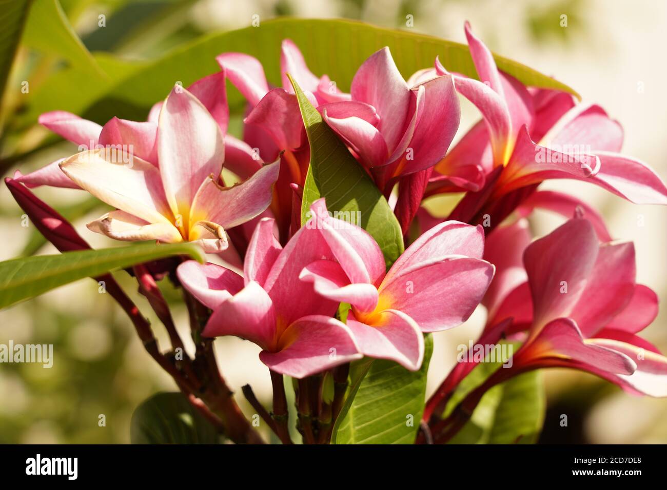 Frangipane In Giardino Immagini e Fotos Stock - Alamy