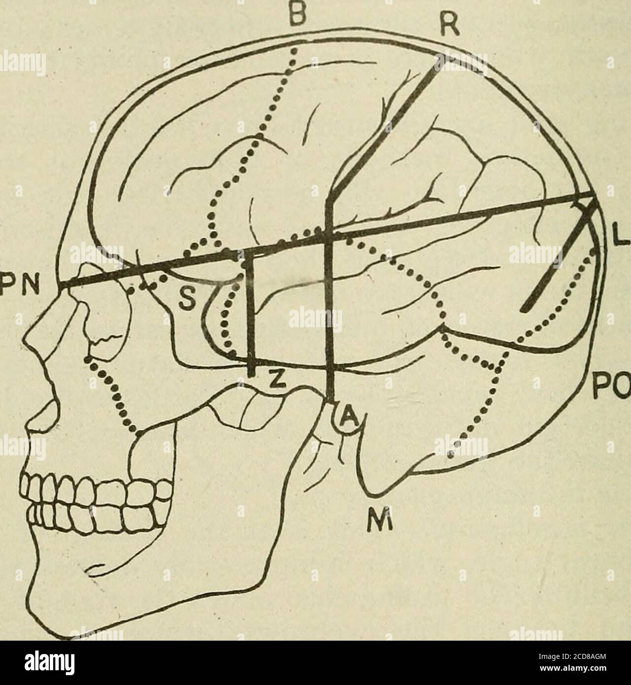 External occipital protuberance immagini e fotografie stock ad alta ...