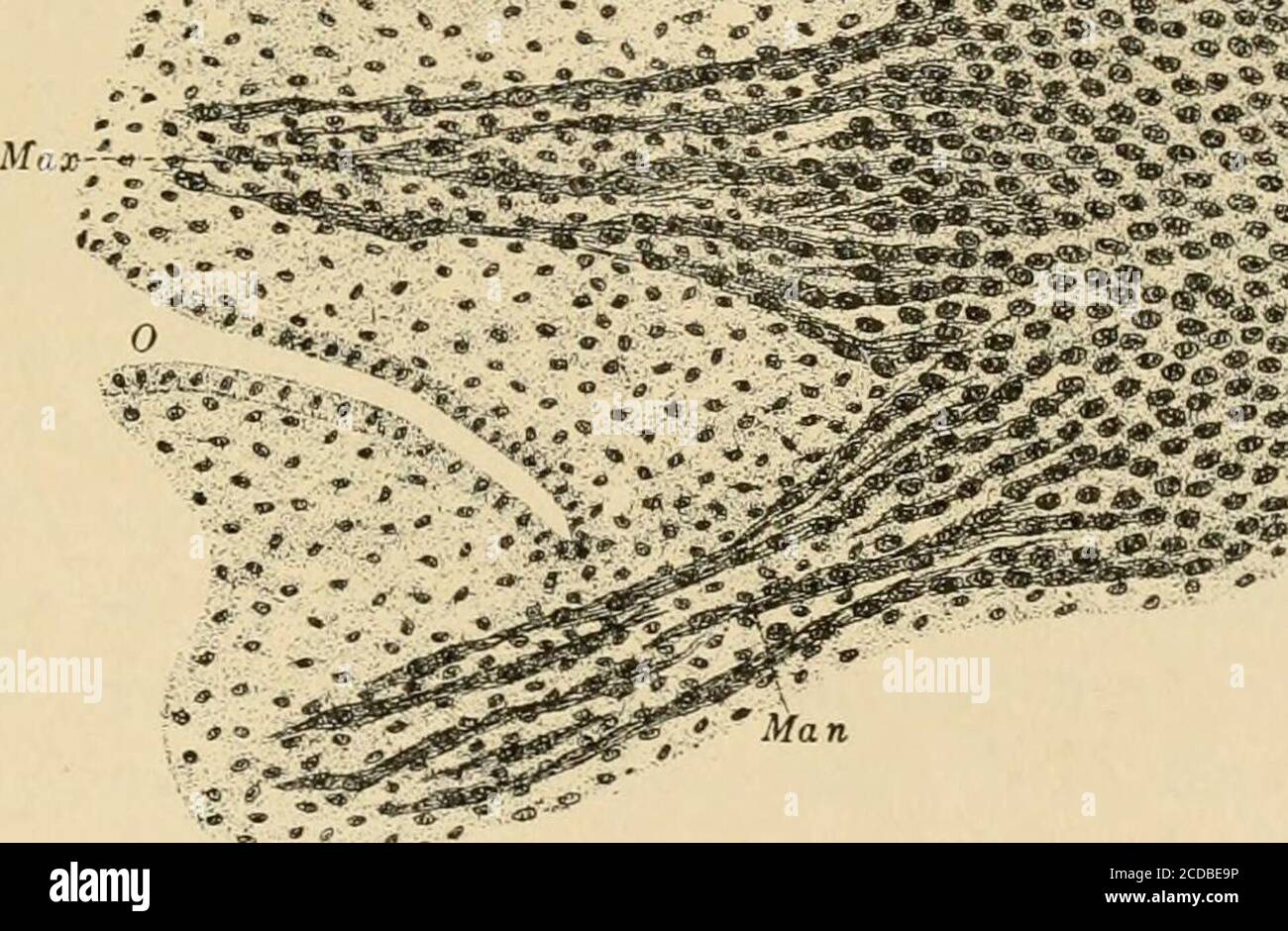 Mandibular nerve immagini e fotografie stock ad alta risoluzione - Alamy