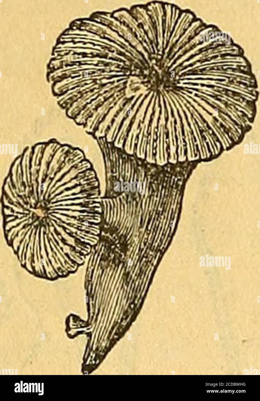 . Anales de la Sociedad Científica Argentina . Hidropólipo: Hydra fusca ...