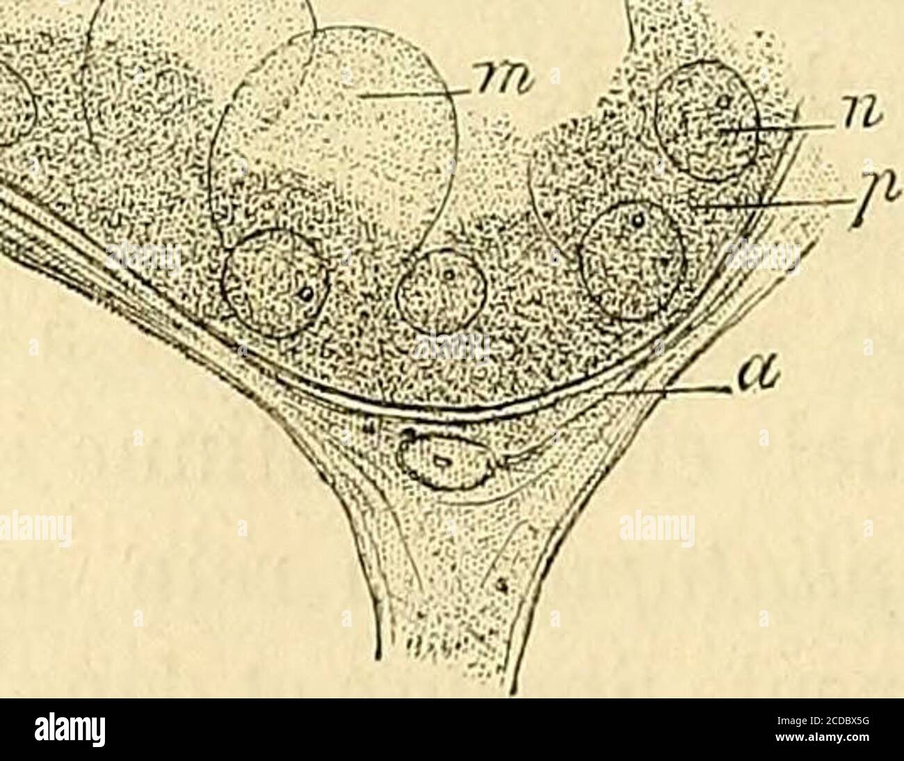 . Manuel d'histologie sperimentale . ment épithélial est constitué par ...