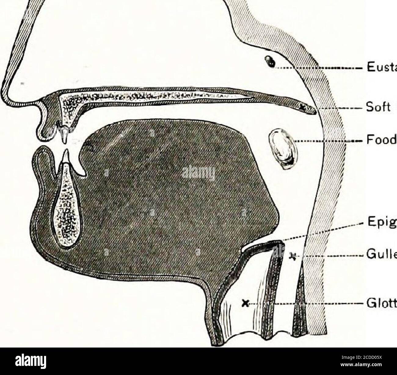 . Fisiologia, sperimentale e descrittiva . Il processo di deglutizione ...