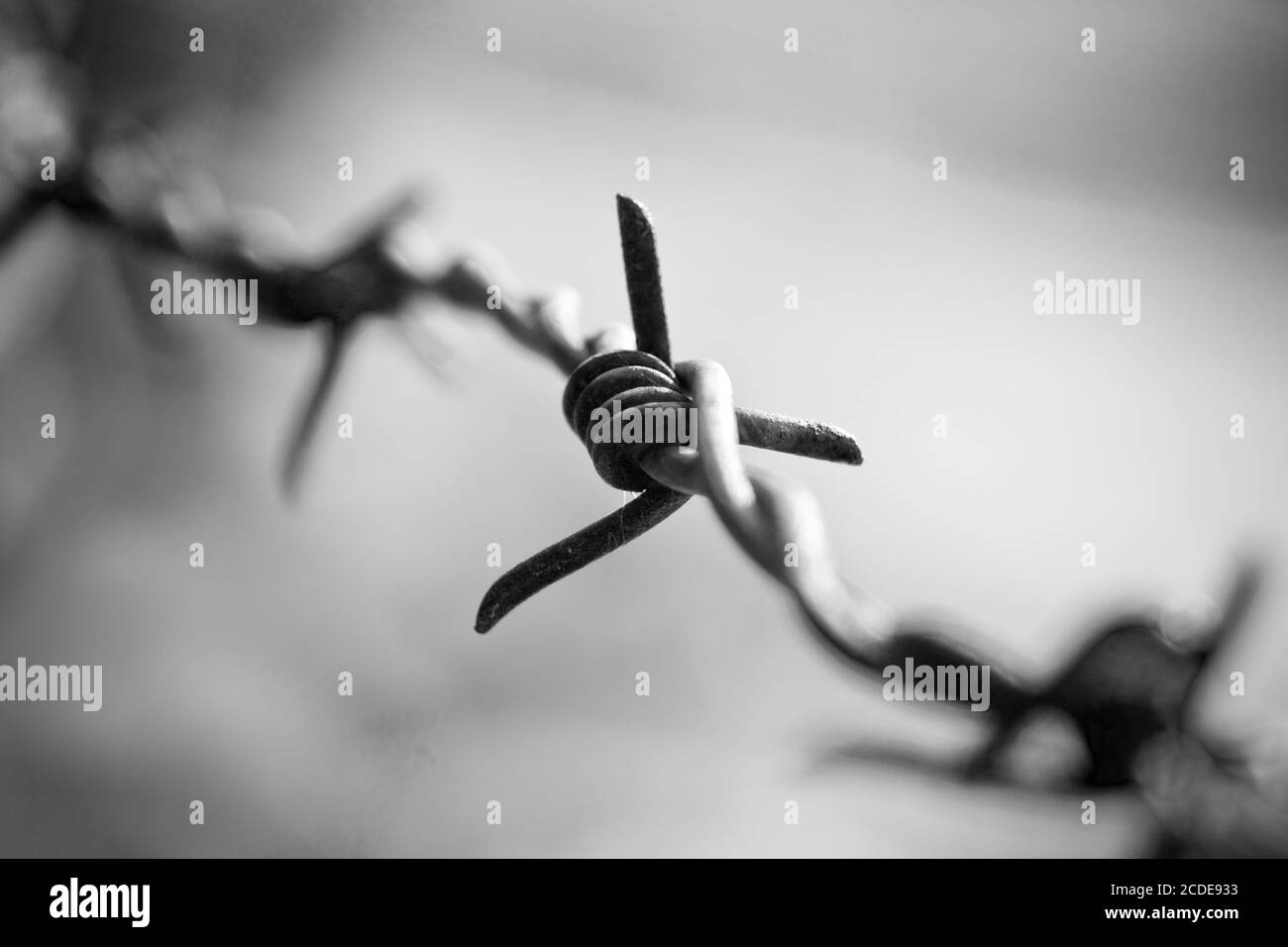 Spinato w immagini e fotografie stock ad alta risoluzione - Alamy