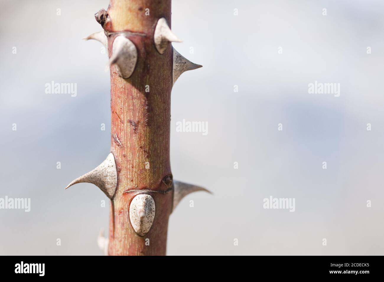 Ramo di spine immagini e fotografie stock ad alta risoluzione - Alamy