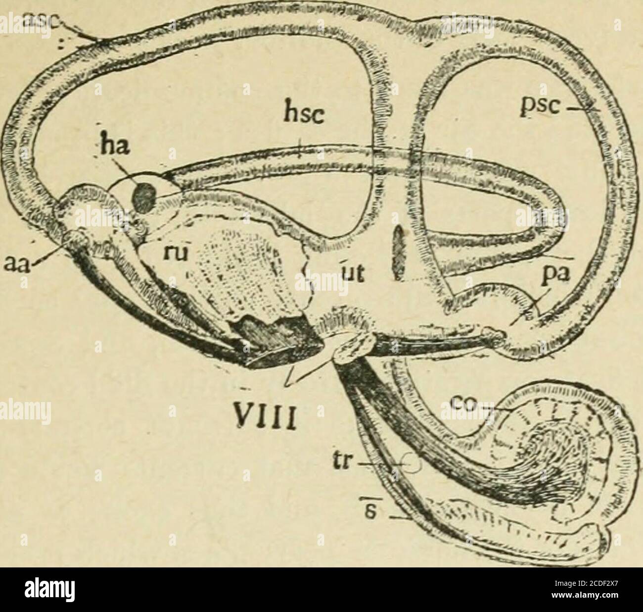 Labirinto branchie immagini e fotografie stock ad alta risoluzione - Alamy