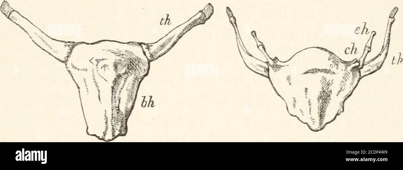 Stylomastoid foramen immagini e fotografie stock ad alta risoluzione ...