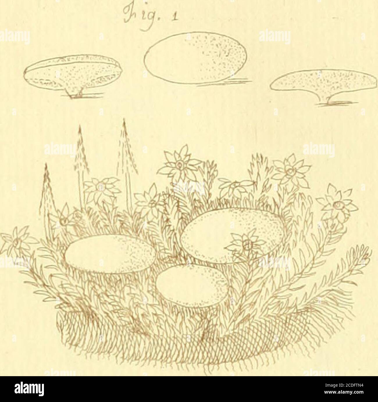 . Una storia di fungusses, che cresce su Halifax .. . i in Hi VArioUJ ...
