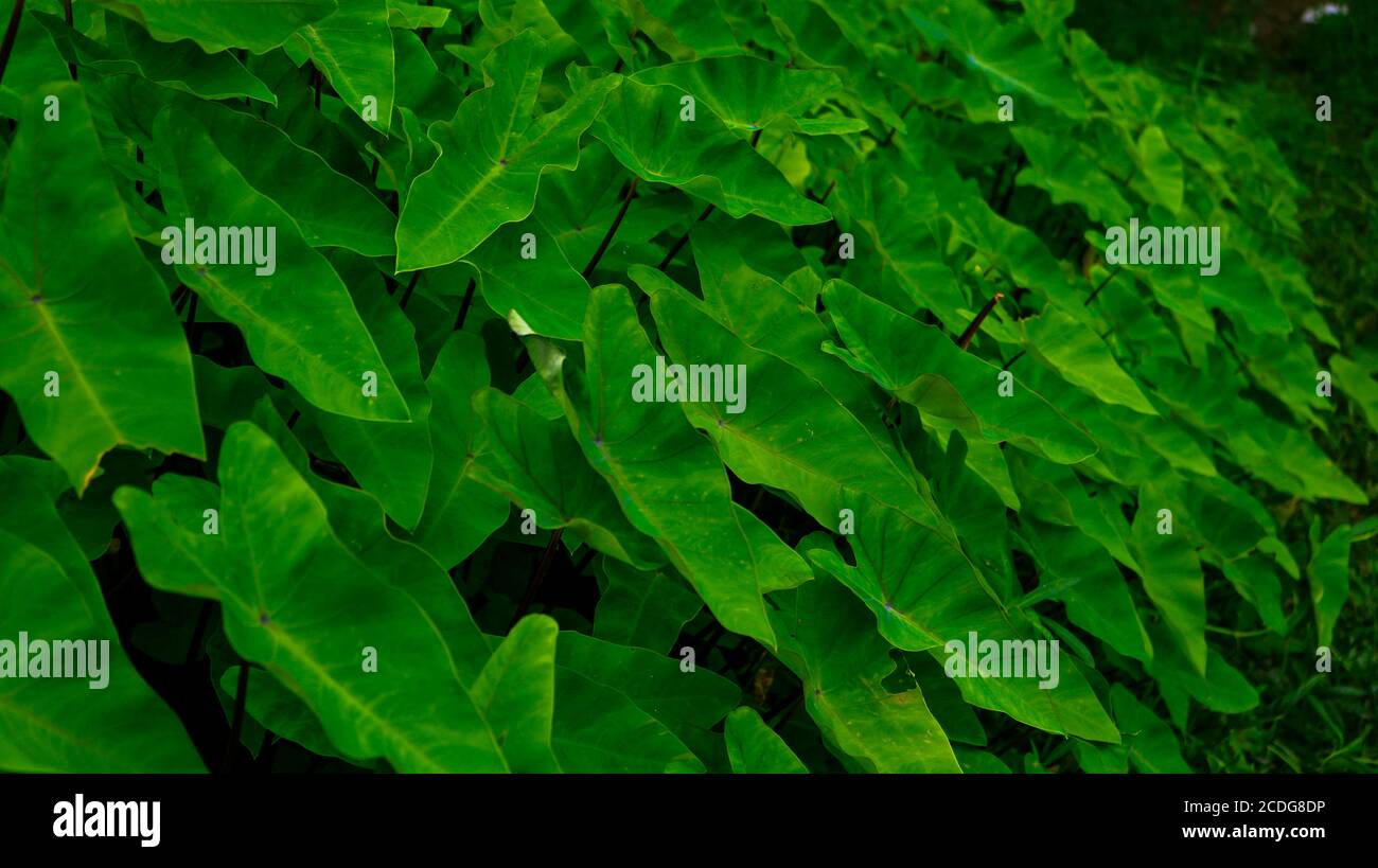 Kochu gaas immagini e fotografie stock ad alta risoluzione - Alamy