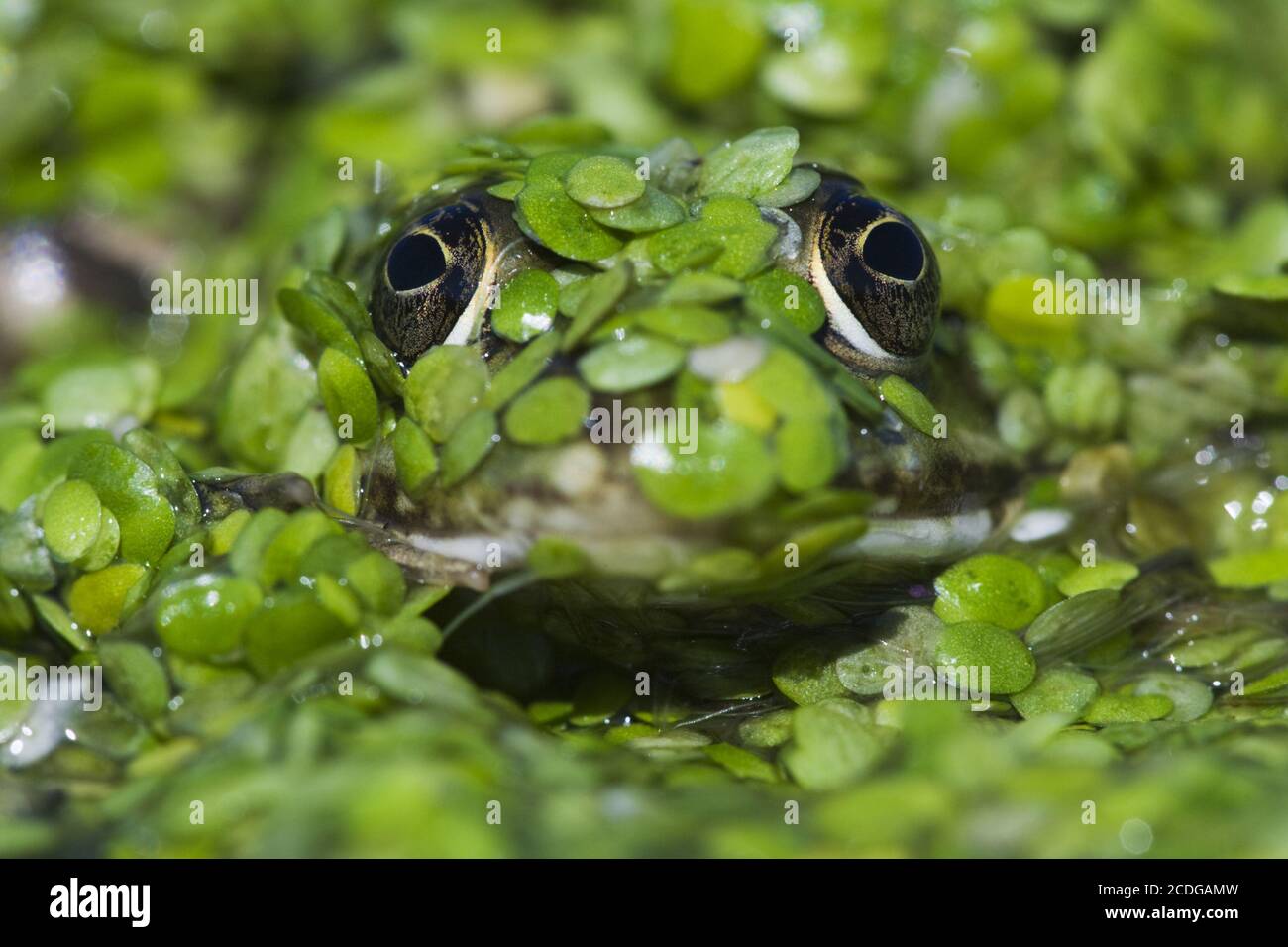 Rana commestibile e rana di palude immagini e fotografie stock ad alta ...