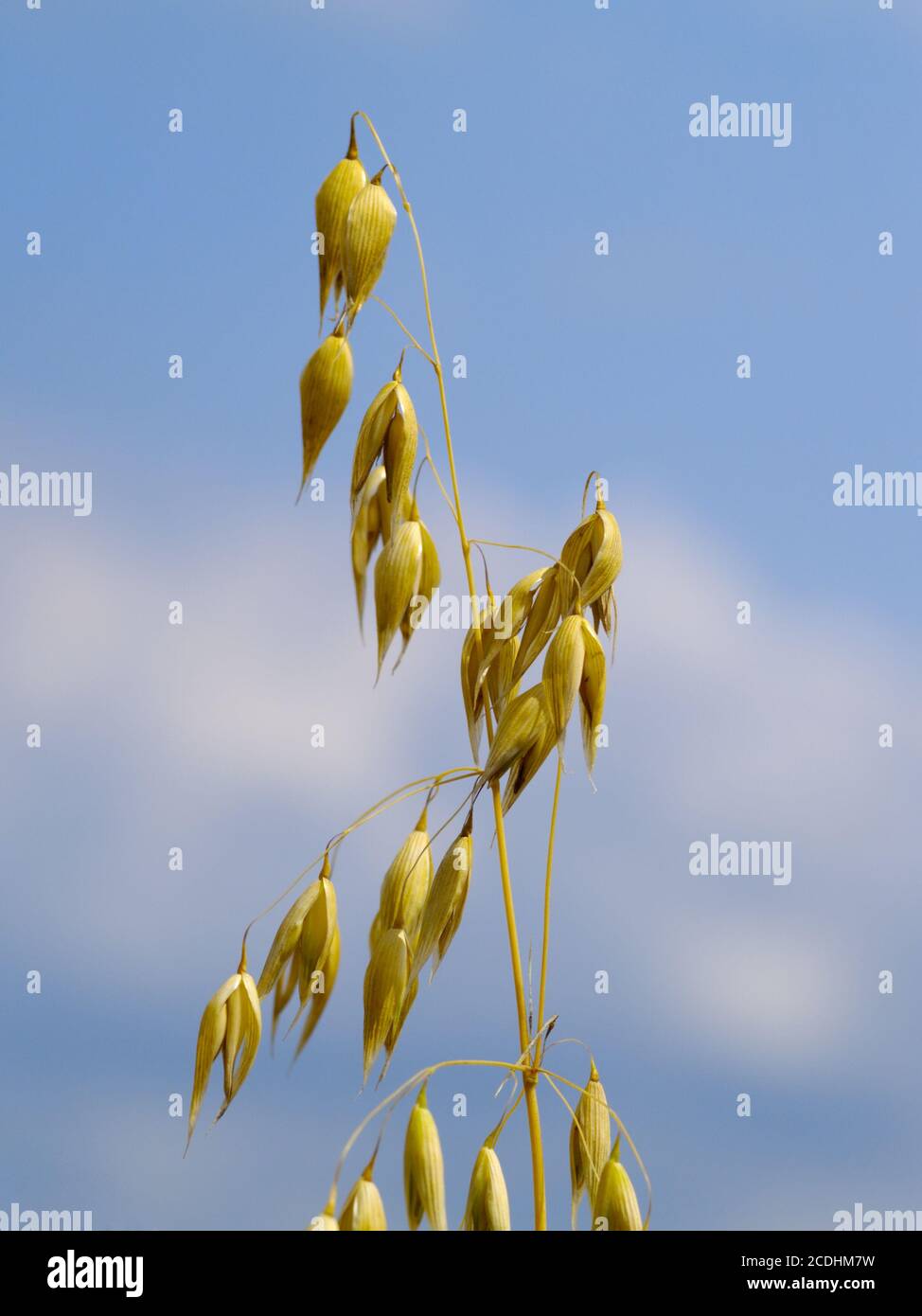 Spiga avena immagini e fotografie stock ad alta risoluzione - Alamy