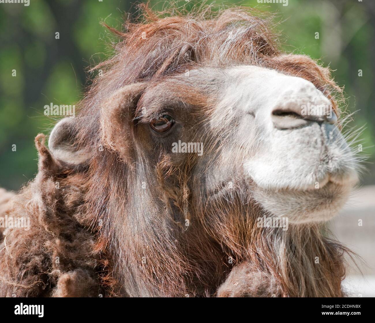 Capelli di cammello immagini e fotografie stock ad alta risoluzione - Alamy