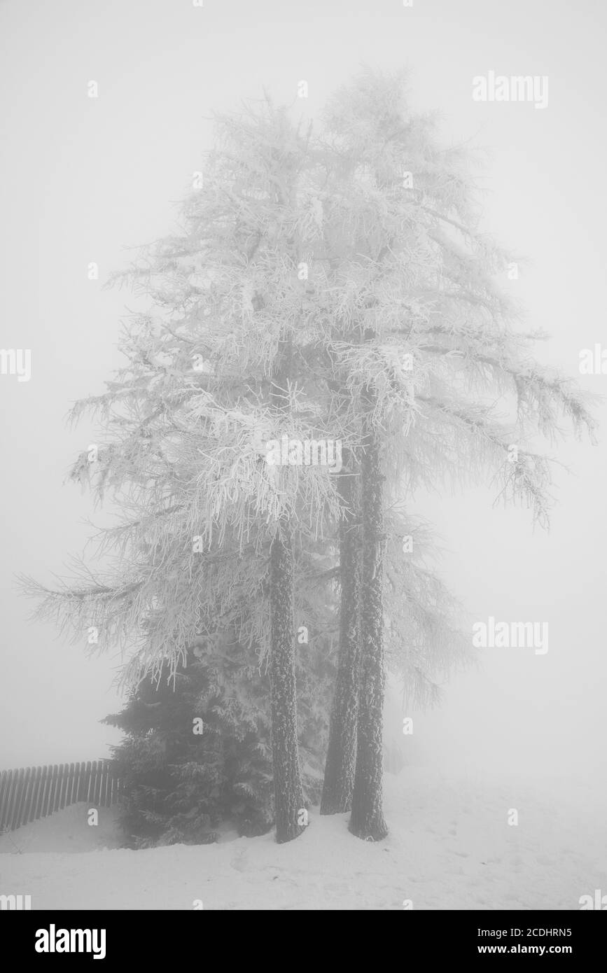 Immagini dell'inverno Foto e Immagini Stock in Bianco e Nero - Alamy