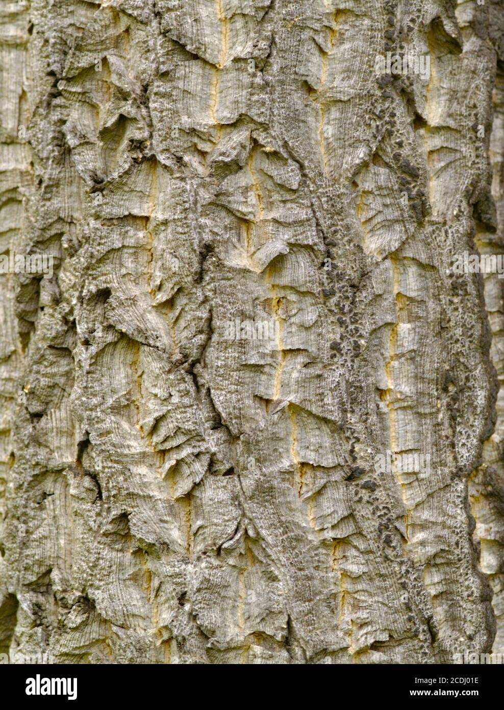 Quercia da sughero texture immagini e fotografie stock ad alta ...