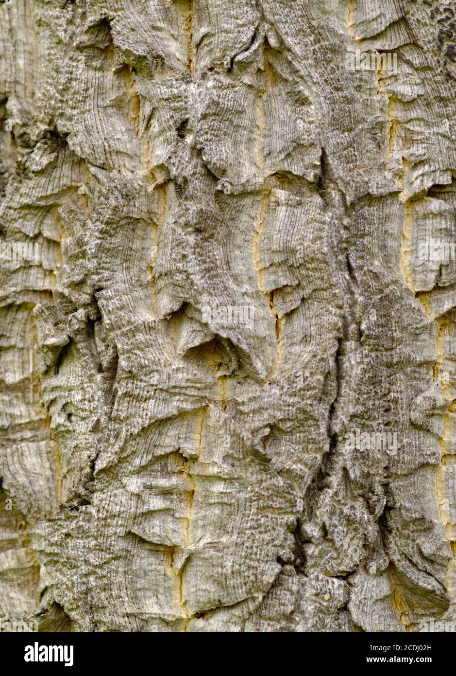 Quercia da sughero texture immagini e fotografie stock ad alta ...