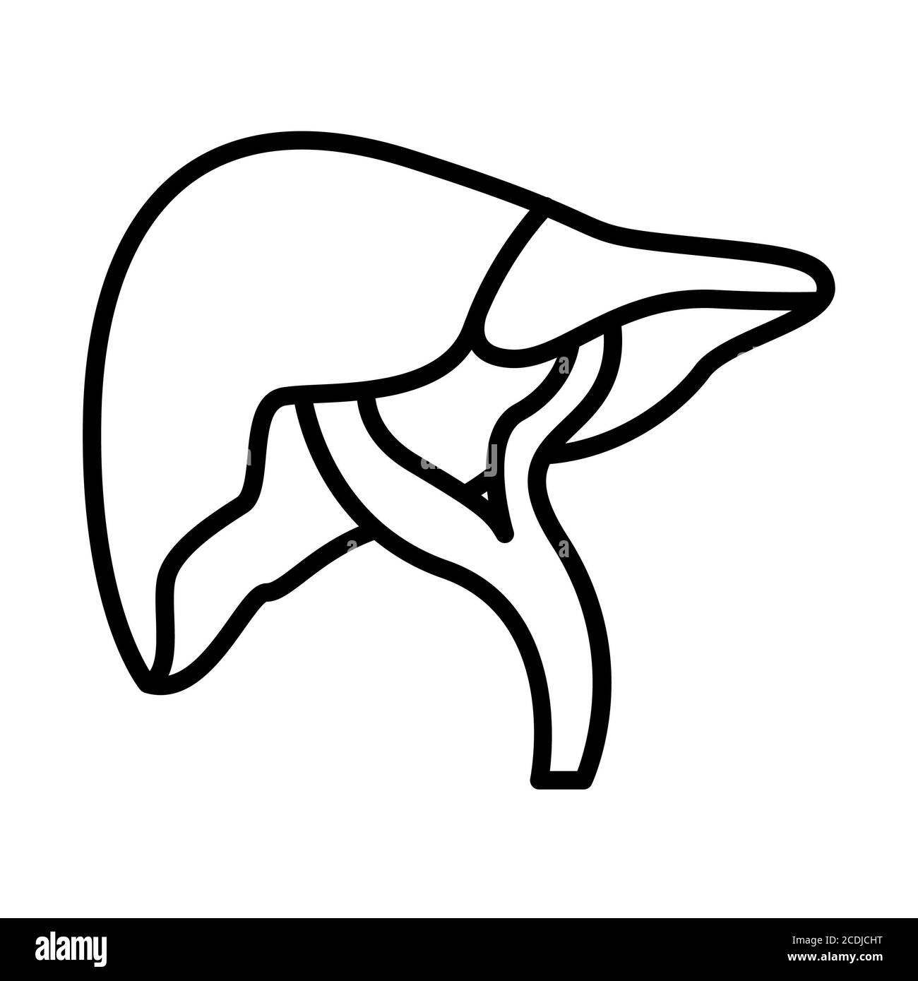 Anatomia del fegato femminile immagini e fotografie stock ad alta ...