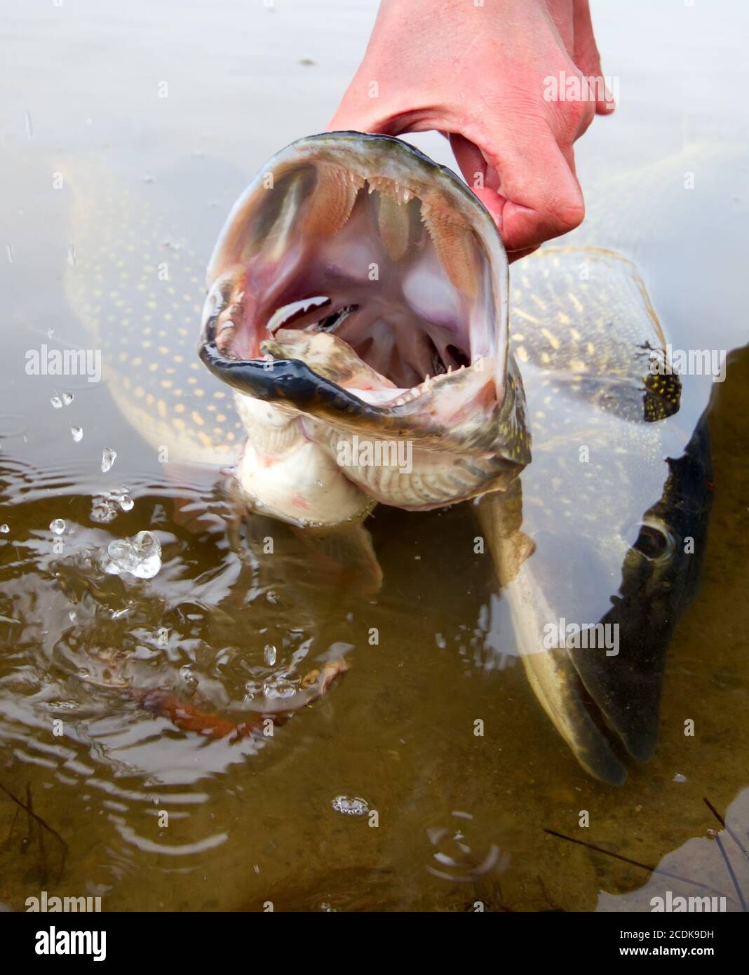 Luccio luce grande immagini e fotografie stock ad alta risoluzione - Alamy